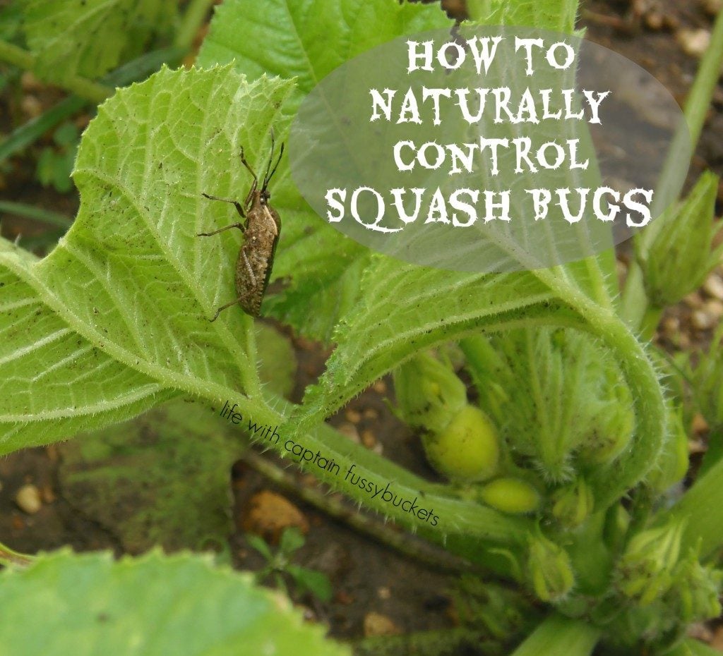 How To Naturally Control Squash Bugs