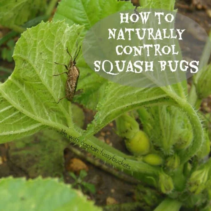How To Naturally Control Squash Bugs