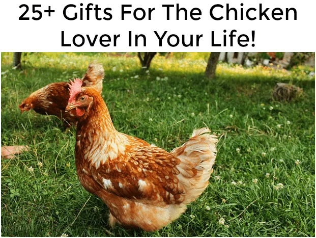 Do You Really Need A Rooster For Your Backyard Chicken Flock