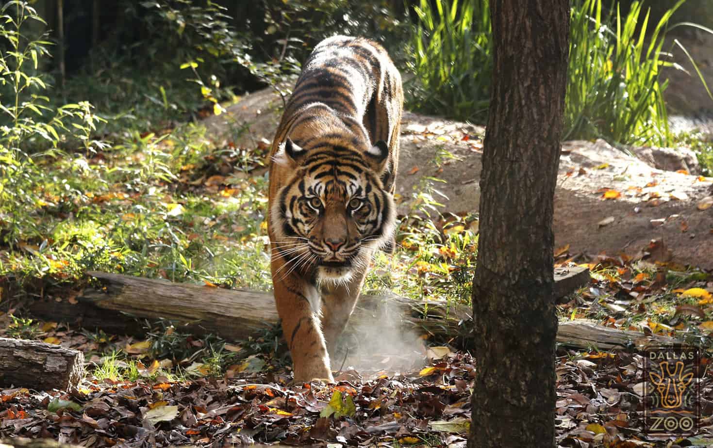 Plan An Adventurous Family Day At The Dallas Zoo