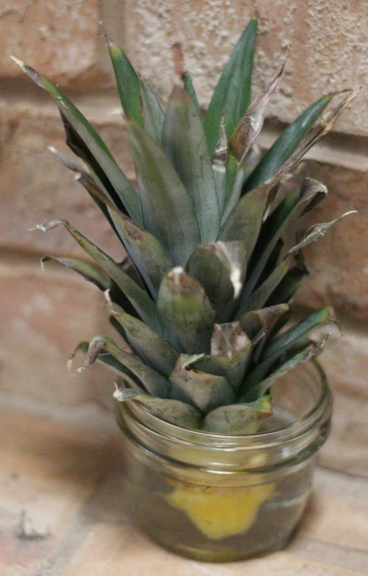 How to Regrow your Vegetables - An Easy Guide Book!