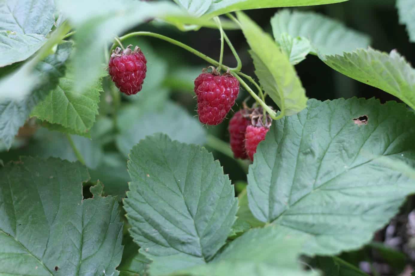 Juicy Tips for Growing your own Raspberry Bushes - Ginger Casa