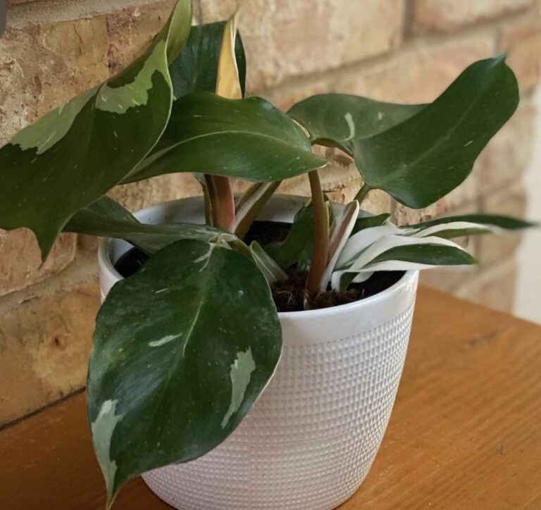 A Beginner's Guide to Philodendrons: 15 Varieties and Care - Ginger Casa