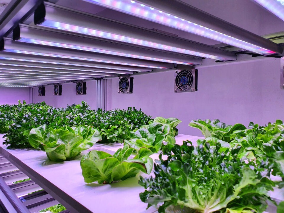 How to Raise Humidity in a Grow Room for House Plants - Ginger Casa