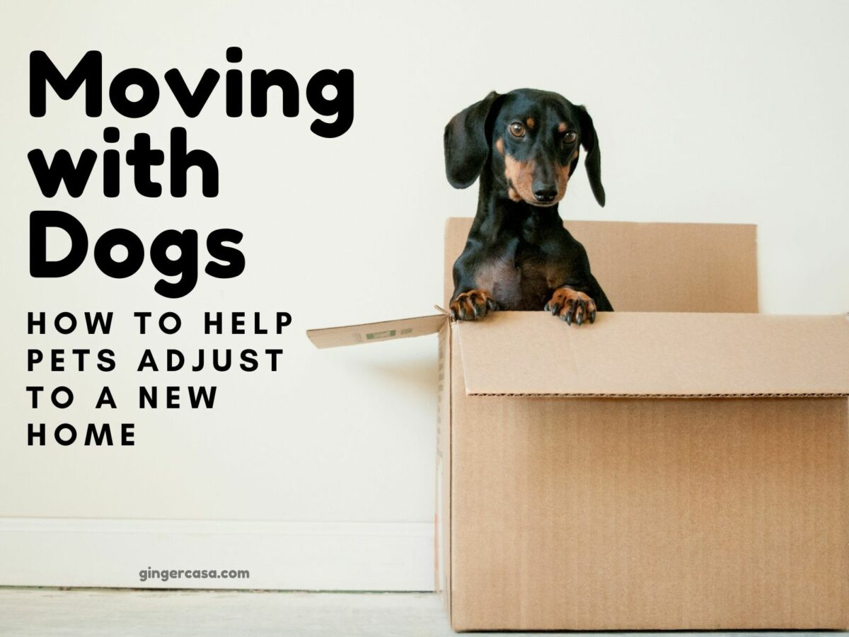 Moving with Dogs: How to Help Pets Adjust to a New Home - Ginger Casa