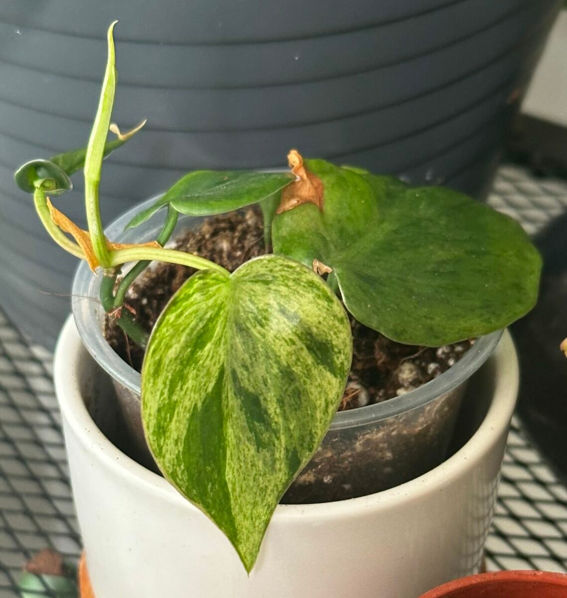 A Beginner's Guide to Philodendrons: 15 Varieties and Care - Ginger Casa