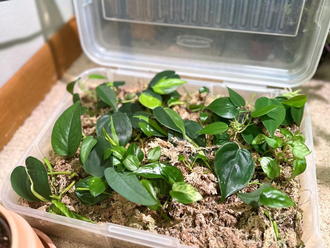 How to Make a Prop Box to Propagate your Houseplants - Ginger Casa