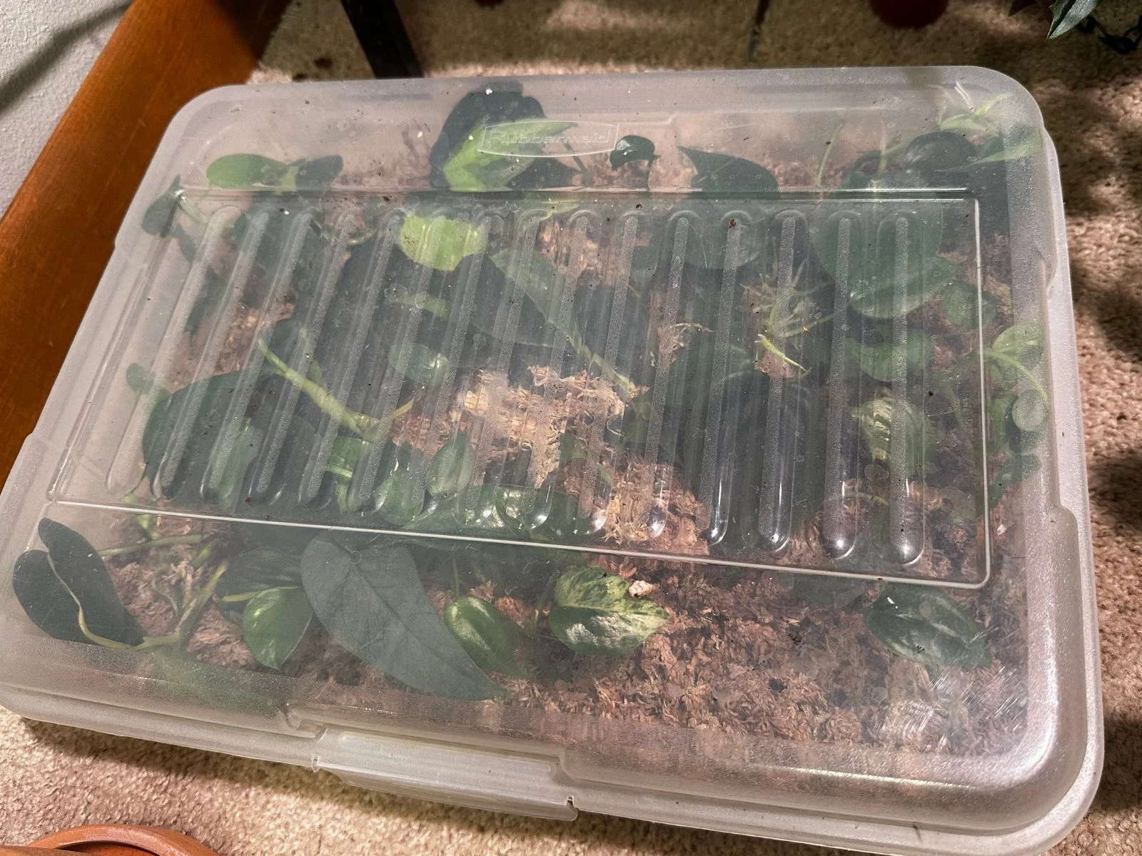 How to Make a Prop Box to Propagate your Houseplants - Ginger Casa