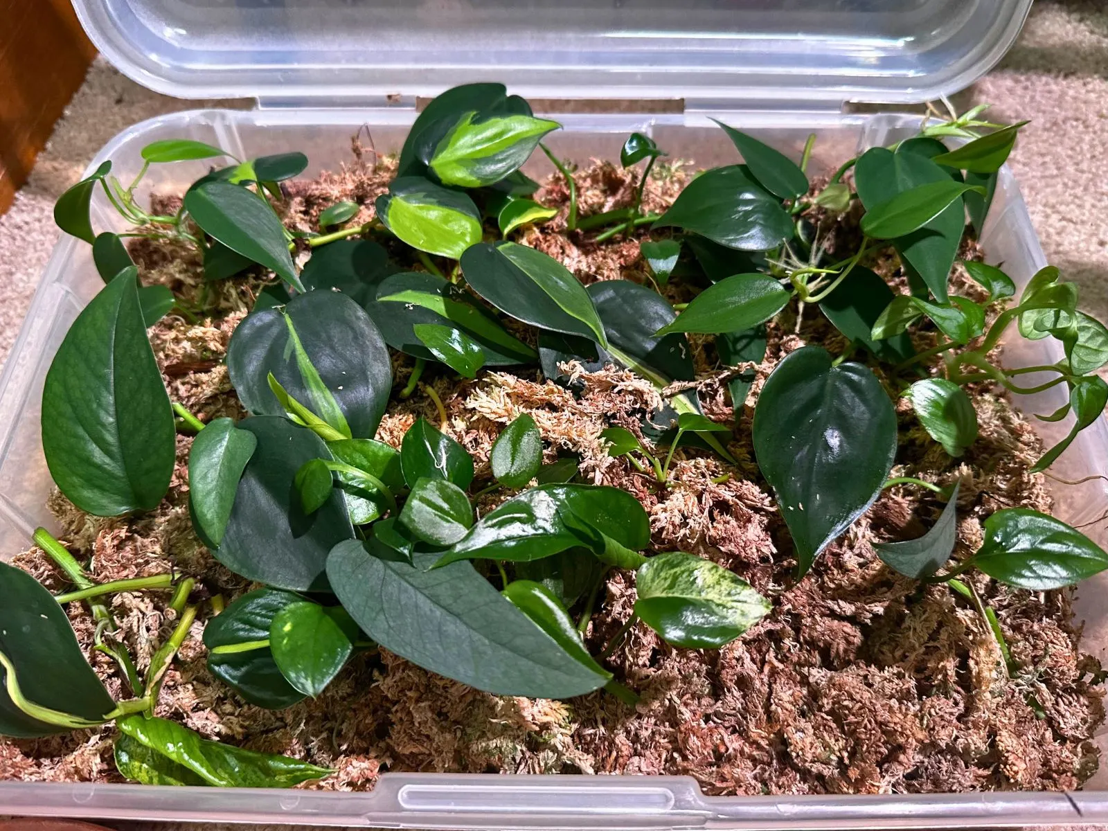 How to Make a Prop Box to Propagate your Houseplants - Ginger Casa