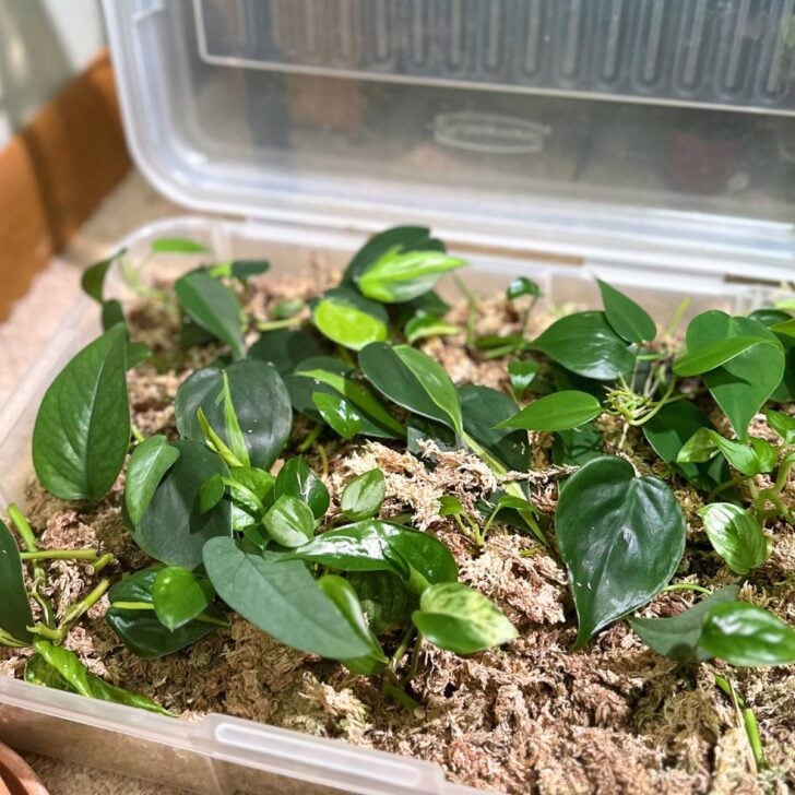 How to Make a Prop Box to Propagate your Houseplants - Ginger Casa