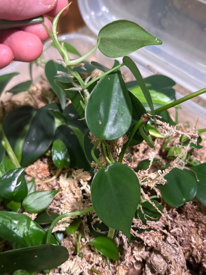 How to Make a Prop Box to Propagate your Houseplants - Ginger Casa