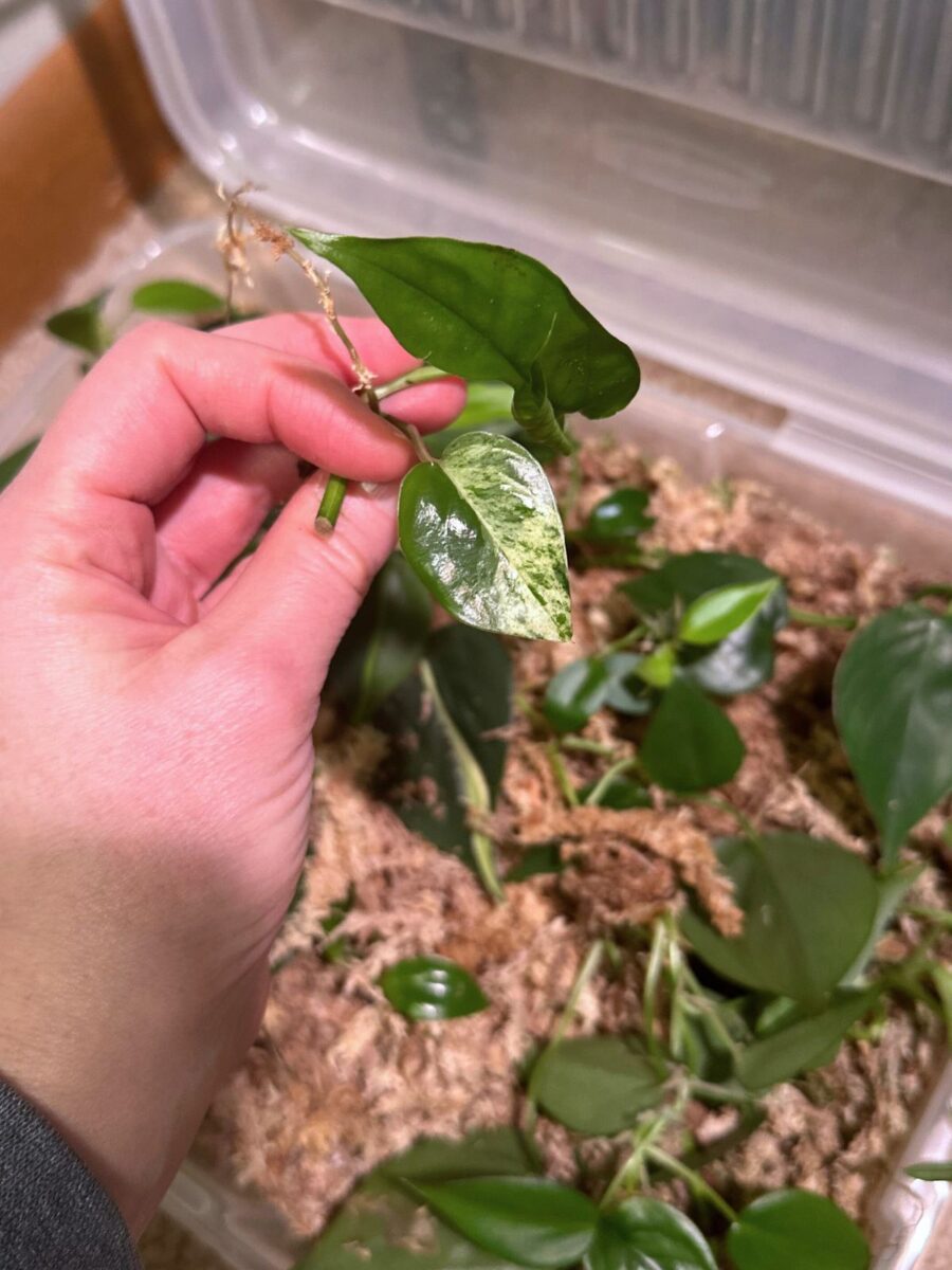 How to Make a Prop Box to Propagate your Houseplants - Ginger Casa