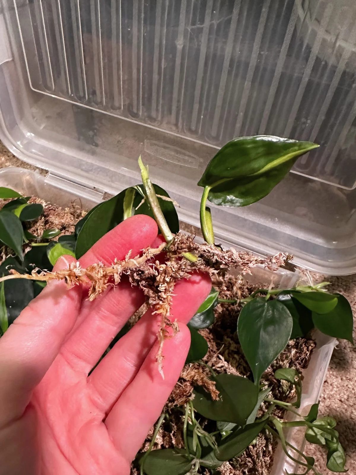 How to Make a Prop Box to Propagate your Houseplants - Ginger Casa